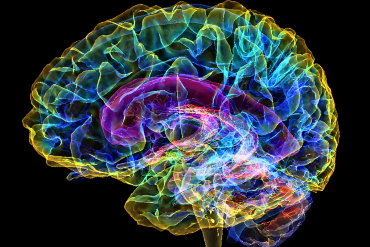 Are There Nerves in the Brain? Best Info - Liv Hospital