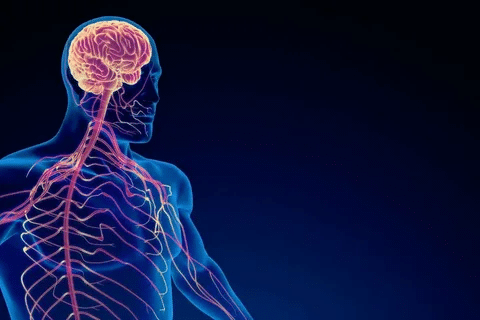 What Is a Neuron Cells Function? Guide - Liv Hospital