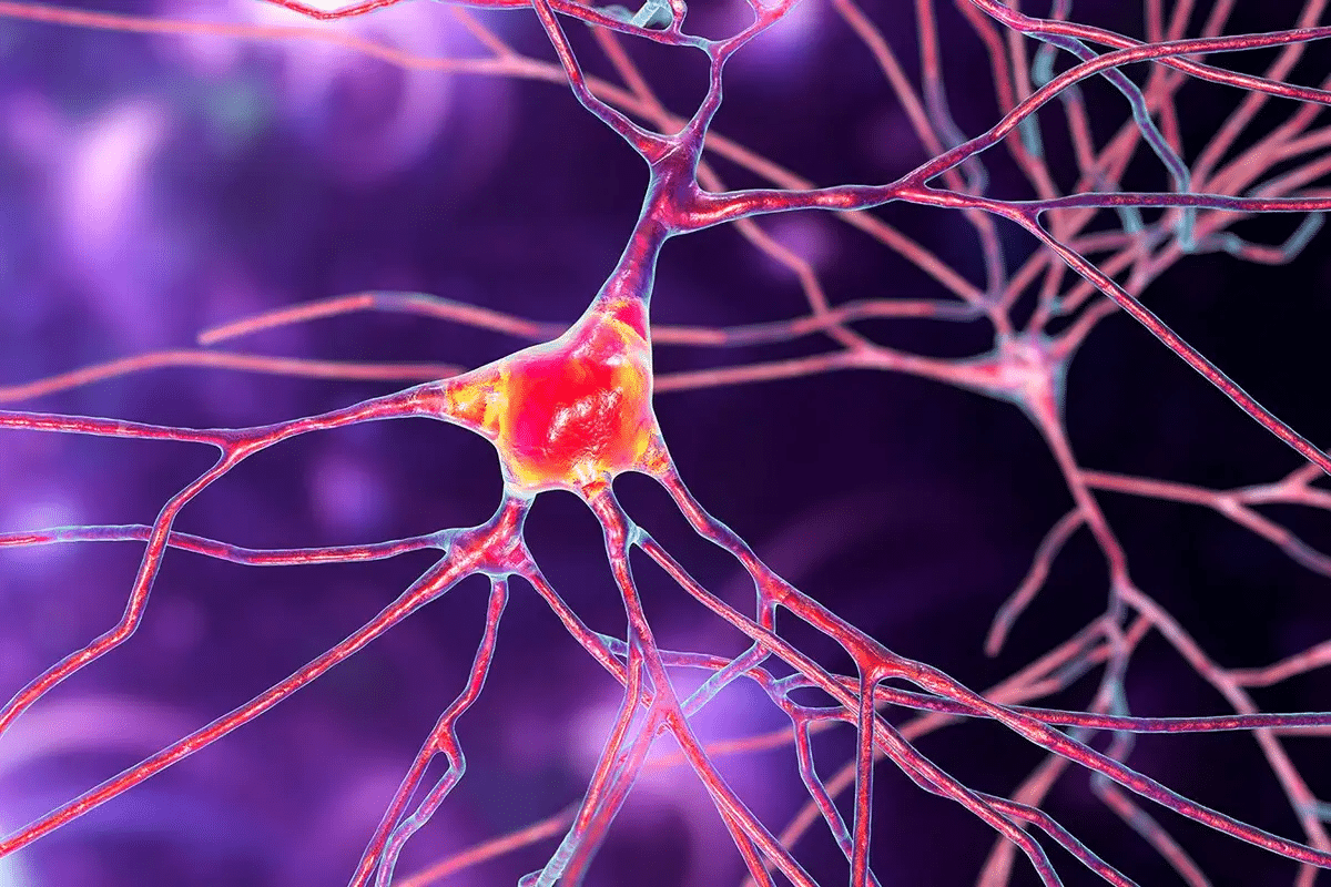 What Are Cells in the Brain Called? Info - Liv Hospital