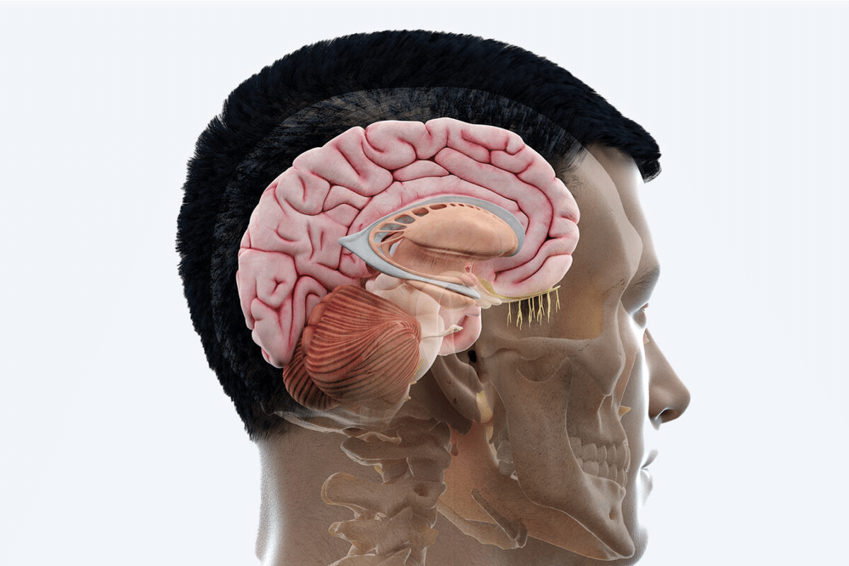 Brain Basics: Best Vital Anatomy Guide - Liv Hospital
