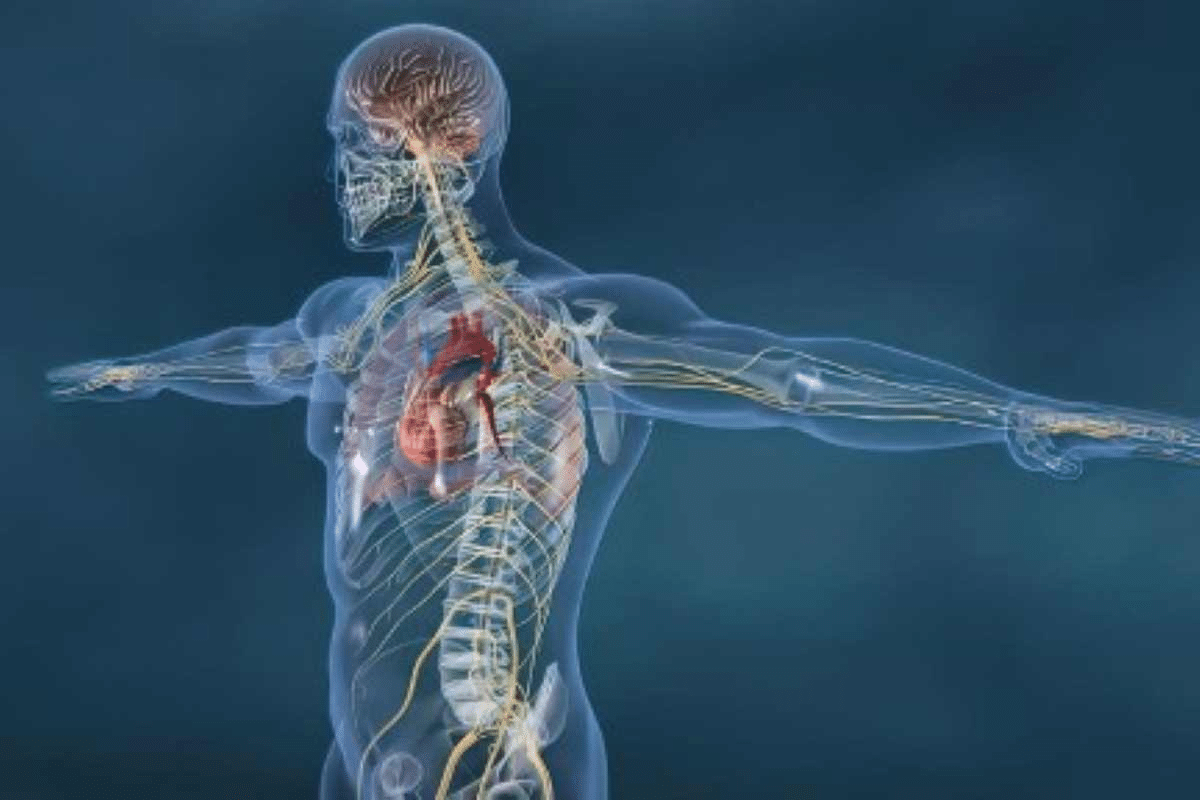 Purpose of Nucleus in Neuron: Best Guide - Liv Hospital