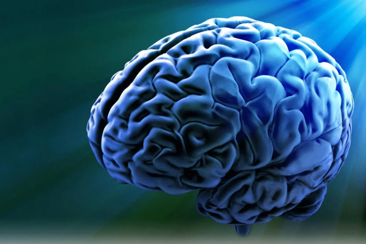 Brain Cells or Brain Cells: Best Facts - Liv Hospital