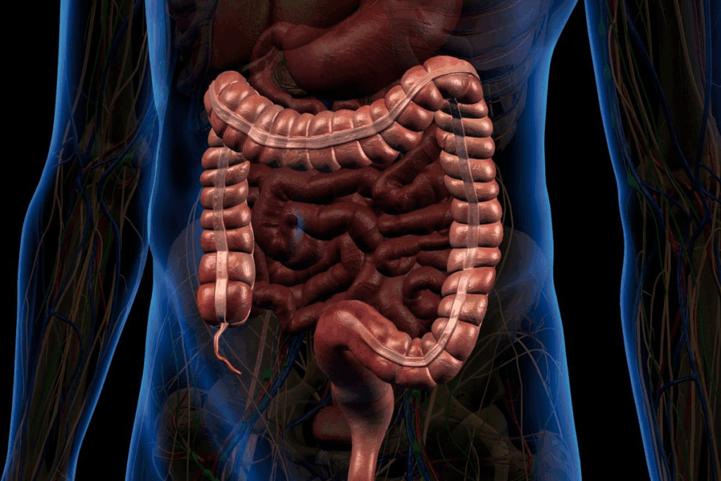 Colon Parts of Large Intestine: 4 Amazing Sections - Liv Hospital